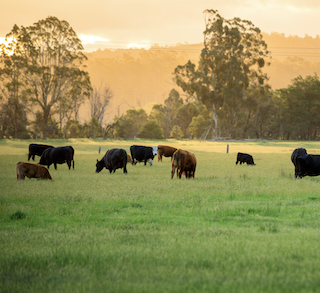 Calculating on-farm emissions - National Landcare Network